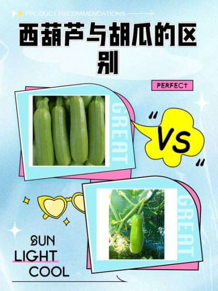 西葫芦为什么叫法这么多_各地别名全解析-第2张图片-山城妙识