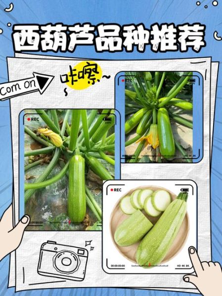 西葫芦为什么叫法这么多_各地别名全解析-第1张图片-山城妙识