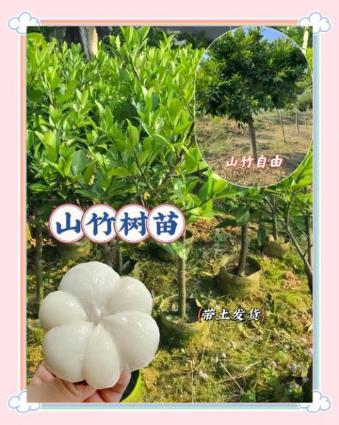 山竹产地主要在哪个省_国内山竹主产区分布-第2张图片-山城妙识