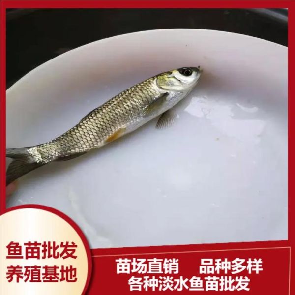 桂鱼苗批发价格_桂鱼苗批发哪里便宜-第1张图片-山城妙识