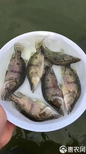 桂鱼苗批发价格_桂鱼苗批发哪里便宜-第3张图片-山城妙识