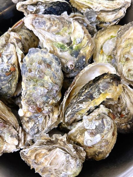 生蚝一次吃几个最好_生蚝一天吃多少合适-第3张图片-山城妙识 生蚝一次吃几个最好_生蚝一天吃多少合适-第3张图片-山城妙识