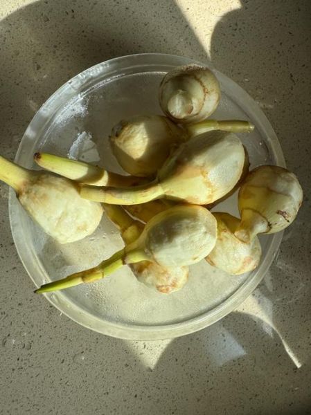 茨菇怎么读_茨菇是什么东西-第2张图片-山城妙识