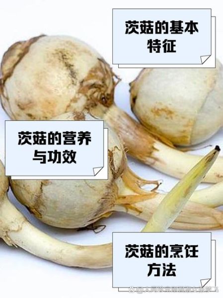 茨菇怎么读_茨菇是什么东西-第3张图片-山城妙识