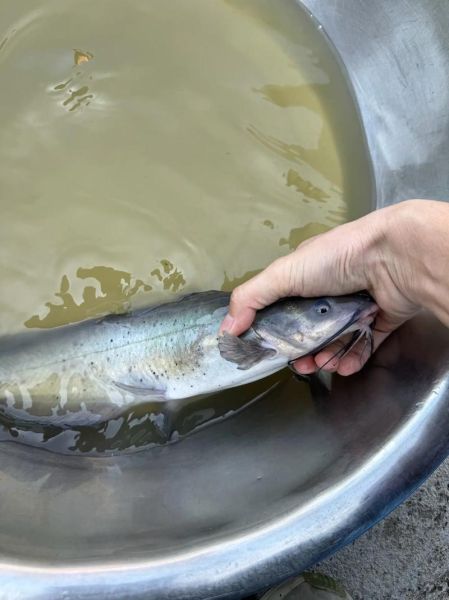 花鲢鱼多少钱一斤_花鲢鱼价格行情-第1张图片-山城妙识