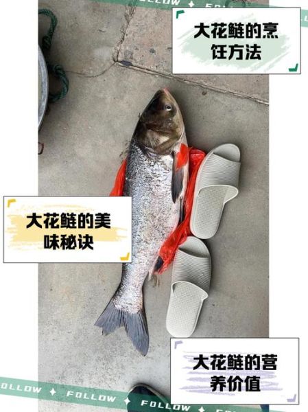 花鲢鱼多少钱一斤_花鲢鱼价格行情-第2张图片-山城妙识