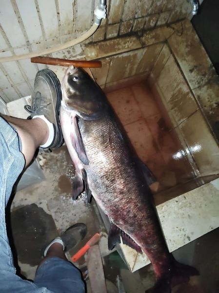 花鲢鱼多少钱一斤_花鲢鱼价格行情-第3张图片-山城妙识