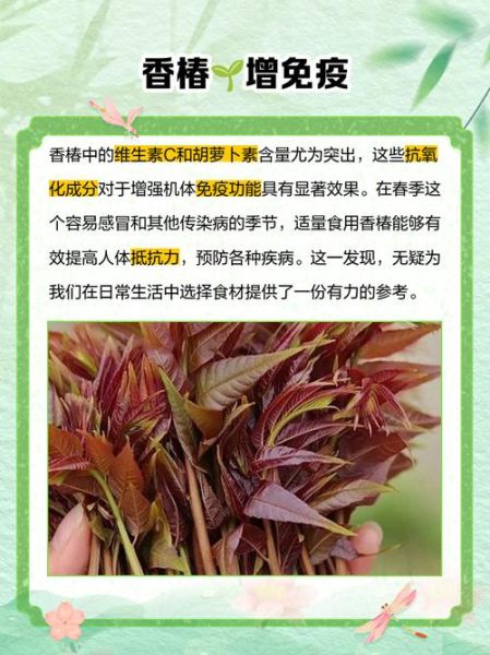 香椿的营养价值_香椿的药用价值-第1张图片-山城妙识