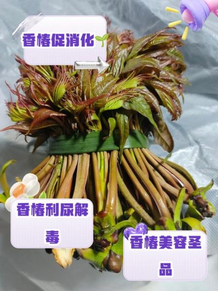 香椿的营养价值_香椿的药用价值-第3张图片-山城妙识