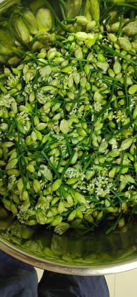 孕妇可以吃韭菜花吗_韭菜花对胎儿有影响吗-第1张图片-山城妙识 孕妇可以吃韭菜花吗_韭菜花对胎儿有影响吗-第1张图片-山城妙识