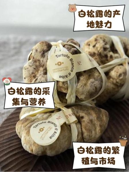 松露菌怎么吃_松露菌价格多少钱一斤-第2张图片-山城妙识 松露菌怎么吃_松露菌价格多少钱一斤-第2张图片-山城妙识