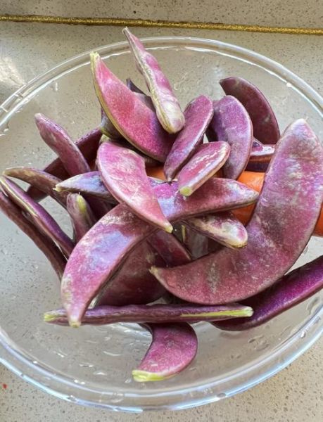 梅豆的功效与作用_梅豆的禁忌有哪些-第3张图片-山城妙识