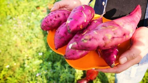 地瓜哥游戏解说在哪看_地瓜哥最新视频怎么找-第2张图片-山城妙识