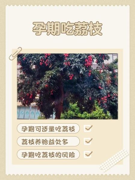 怀孕前三个月能吃荔枝吗_孕妇吃荔枝注意事项-第1张图片-山城妙识