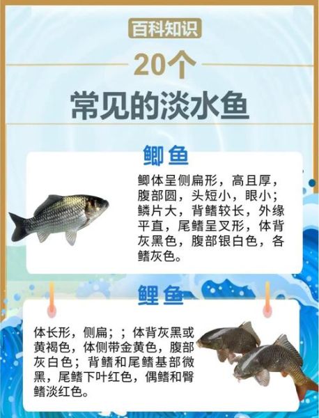 淡水小鱼种类大全_如何分辨常见品种-第3张图片-山城妙识