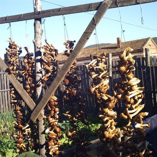 榛蘑菇的营养价值_榛蘑菇的功效与作用-第2张图片-山城妙识 榛蘑菇的营养价值_榛蘑菇的功效与作用-第2张图片-山城妙识