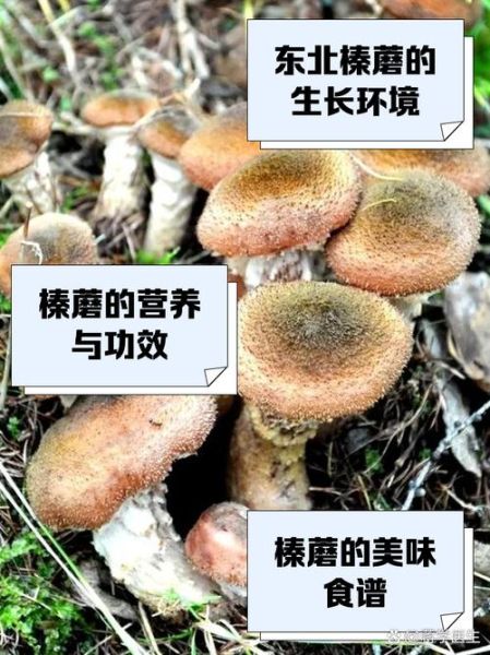 榛蘑菇的营养价值_榛蘑菇的功效与作用-第1张图片-山城妙识 榛蘑菇的营养价值_榛蘑菇的功效与作用-第1张图片-山城妙识