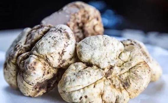 白松露大餐怎么做_白松露价格为什么这么贵-第2张图片-山城妙识 白松露大餐怎么做_白松露价格为什么这么贵-第2张图片-山城妙识