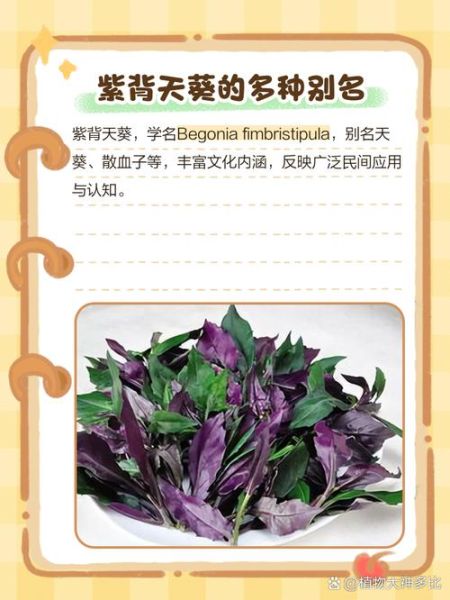 紫背天葵的功效与作用_紫背天葵的禁忌人群-第1张图片-山城妙识