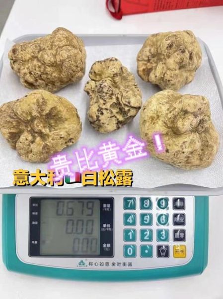 白松露大餐怎么做_白松露价格为什么这么贵-第1张图片-山城妙识 白松露大餐怎么做_白松露价格为什么这么贵-第1张图片-山城妙识