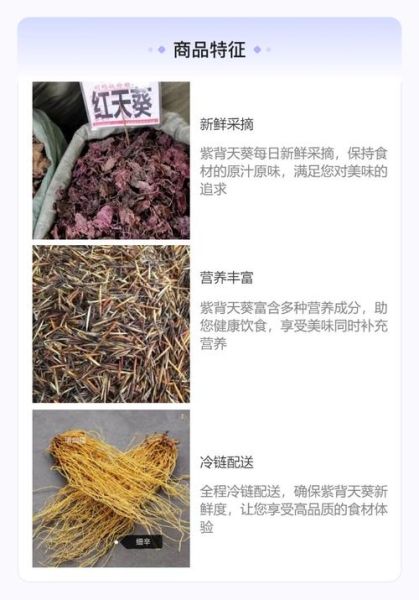 紫背天葵的功效与作用_紫背天葵的禁忌人群-第3张图片-山城妙识