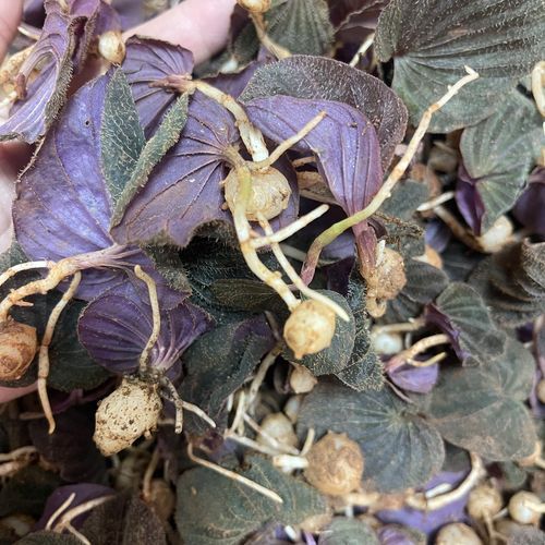 紫背天葵的功效与作用_紫背天葵的禁忌人群-第2张图片-山城妙识