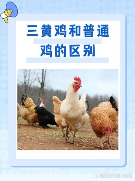 三黄鸡是什么鸡_三黄鸡和普通鸡的区别-第1张图片-山城妙识