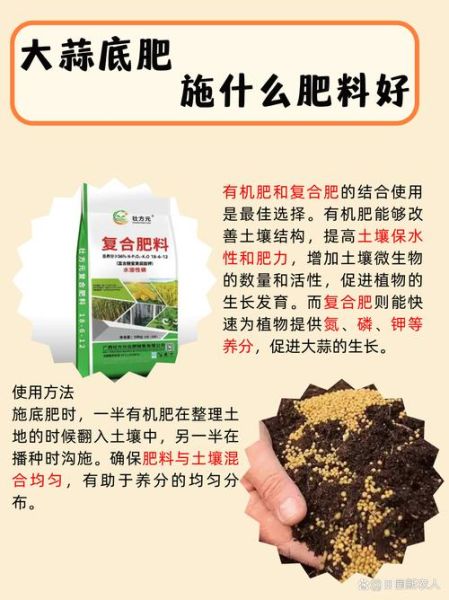 大蒜种植用什么肥料好_大蒜底肥和追肥怎么配-第2张图片-山城妙识