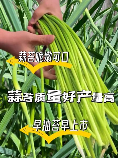 大蒜种植用什么肥料好_大蒜底肥和追肥怎么配-第3张图片-山城妙识