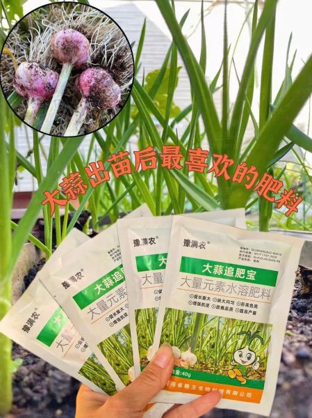 大蒜种植用什么肥料好_大蒜底肥和追肥怎么配-第1张图片-山城妙识