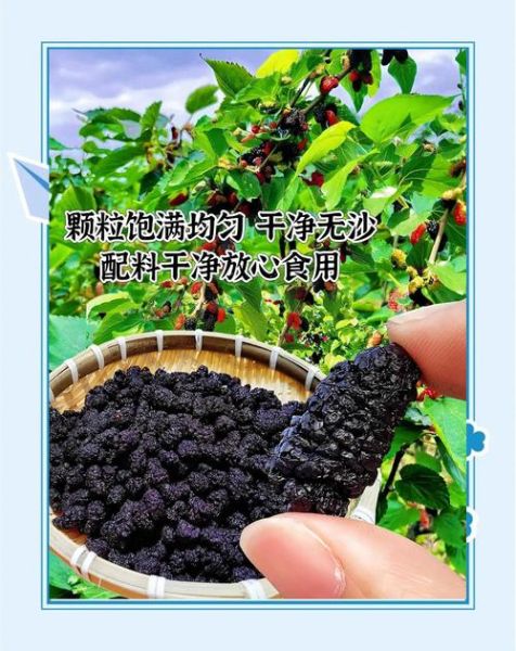 桑葚干的功效与作用及食用方法_桑葚干一天吃多少粒最好-第2张图片-山城妙识