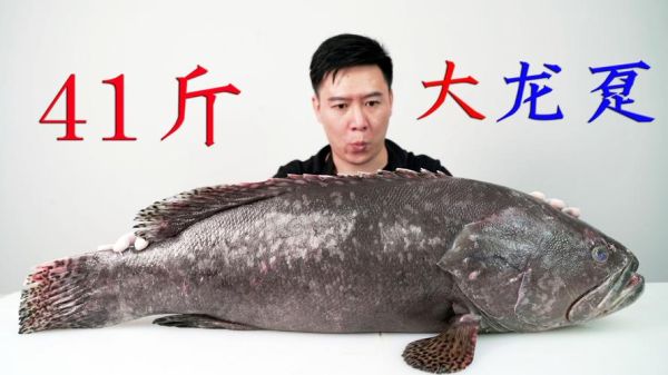 龙趸鱼多少钱一斤2021_龙趸鱼价格走势-第3张图片-山城妙识