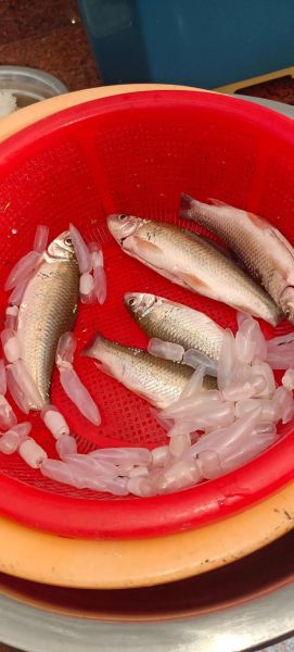 泰国鲮鱼是什么鱼_泰国鲮鱼怎么做才好吃-第1张图片-山城妙识