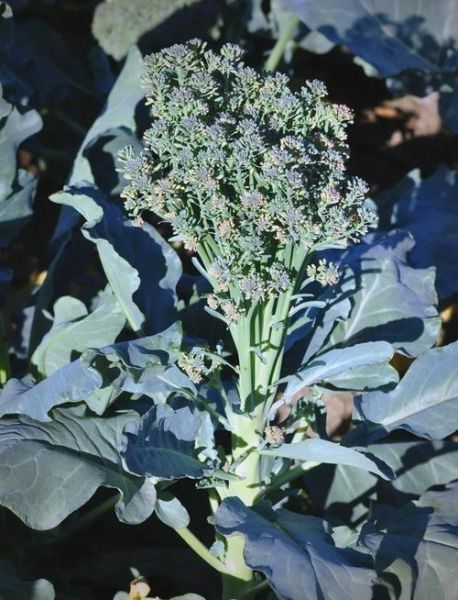 花菜有哪些种类_花菜和西兰花的区别-第2张图片-山城妙识 花菜有哪些种类_花菜和西兰花的区别-第2张图片-山城妙识