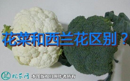 花菜有哪些种类_花菜和西兰花的区别-第3张图片-山城妙识 花菜有哪些种类_花菜和西兰花的区别-第3张图片-山城妙识