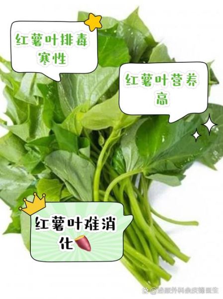 红薯叶不能和什么一起吃_红薯叶相克食物有哪些-第1张图片-山城妙识 红薯叶不能和什么一起吃_红薯叶相克食物有哪些-第1张图片-山城妙识