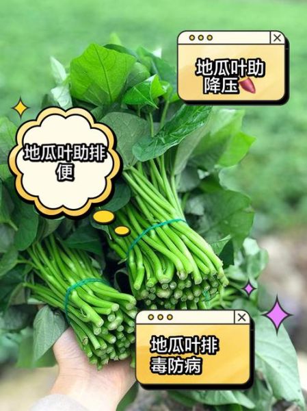 红薯叶不能和什么一起吃_红薯叶相克食物有哪些-第2张图片-山城妙识 红薯叶不能和什么一起吃_红薯叶相克食物有哪些-第2张图片-山城妙识