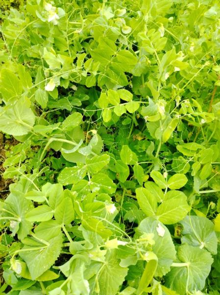 豌豆荚怎么下载到桌面_豌豆荚电脑版安装教程-第2张图片-山城妙识