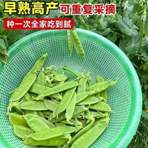 豌豆荚怎么下载到桌面_豌豆荚电脑版安装教程-第1张图片-山城妙识