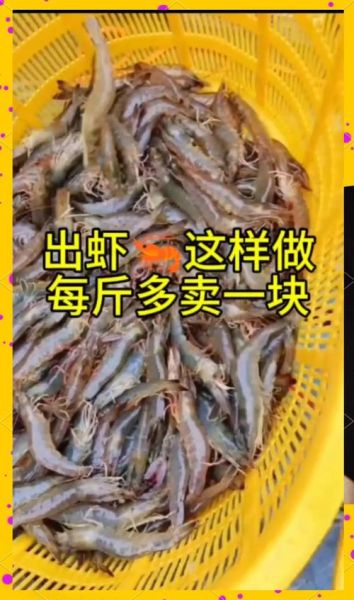 养虾的利润与成本_每亩能赚多少钱-第2张图片-山城妙识 养虾的利润与成本_每亩能赚多少钱-第2张图片-山城妙识