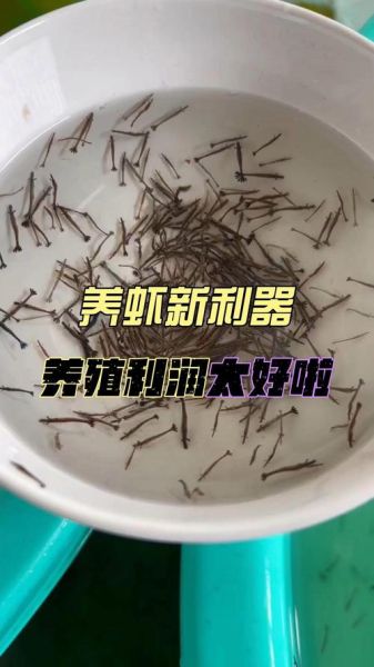 养虾的利润与成本_每亩能赚多少钱-第3张图片-山城妙识 养虾的利润与成本_每亩能赚多少钱-第3张图片-山城妙识