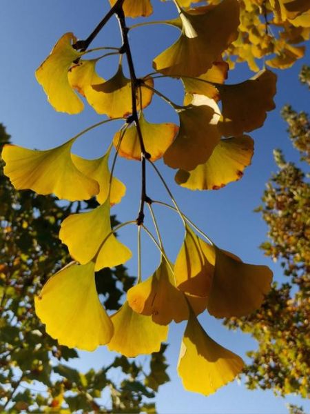 白果树图片怎么拍好看_白果树图片高清素材哪里找-第1张图片-山城妙识