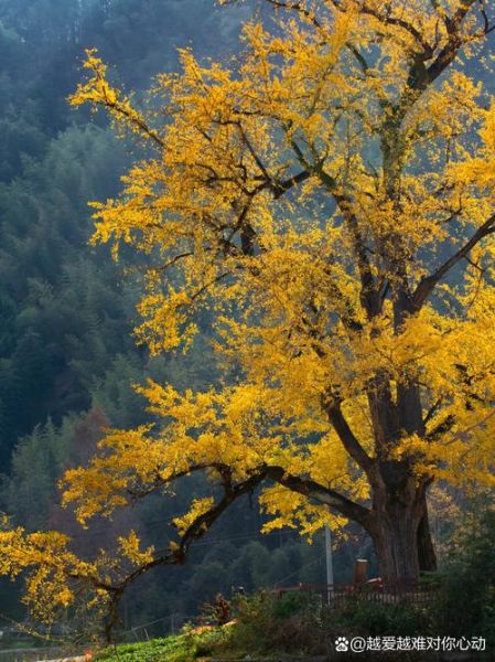 白果树图片怎么拍好看_白果树图片高清素材哪里找-第2张图片-山城妙识