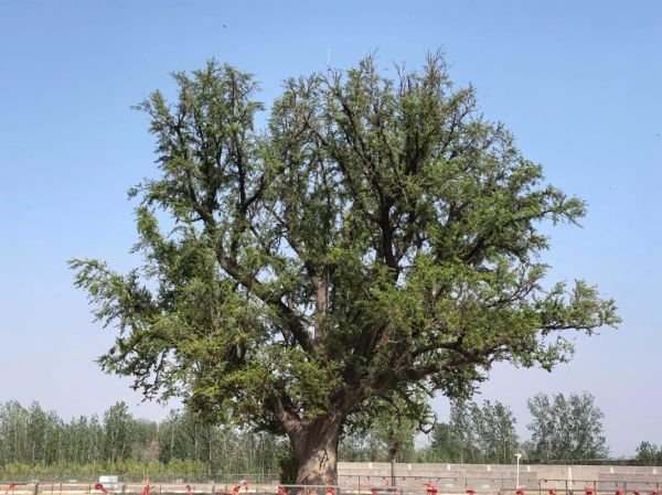 白果树图片怎么拍好看_白果树图片高清素材哪里找-第3张图片-山城妙识