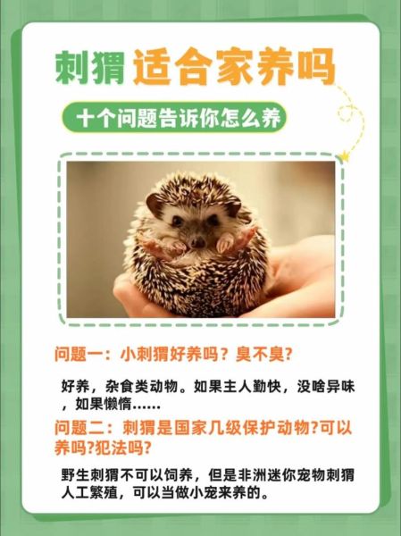 刺猬是国家保护动物吗_可以家养吗-第1张图片-山城妙识