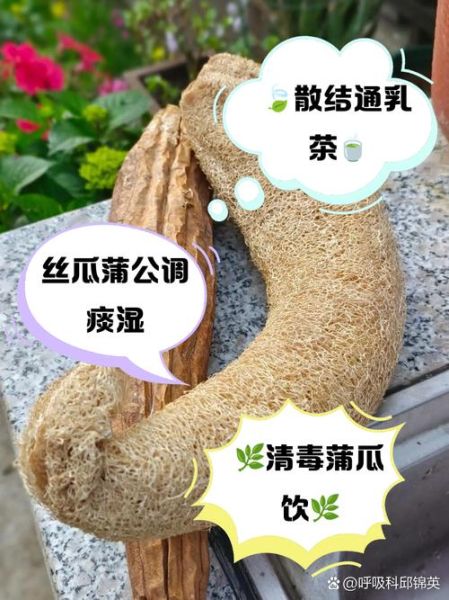 粤丝瓜络的功效与作用_粤丝瓜络可以天天喝吗-第2张图片-山城妙识