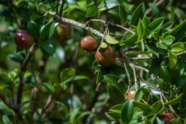 油茶200亩一年收入多少钱_油茶种植成本与利润-第2张图片-山城妙识