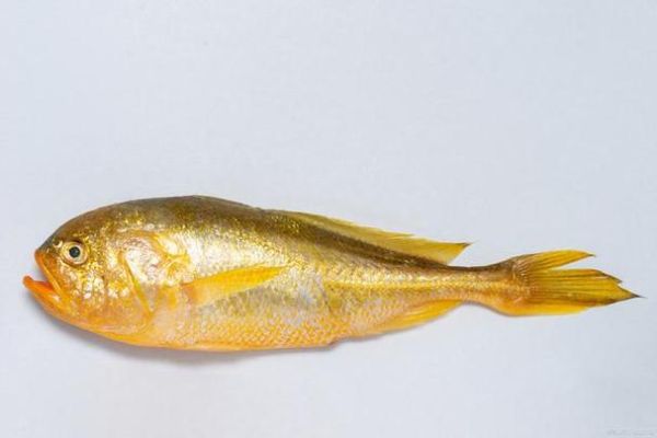 小黄花鱼是海鱼吗_小黄花鱼淡水还是海水-第3张图片-山城妙识
