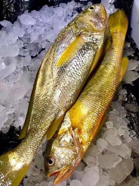 小黄花鱼是海鱼吗_小黄花鱼淡水还是海水-第2张图片-山城妙识