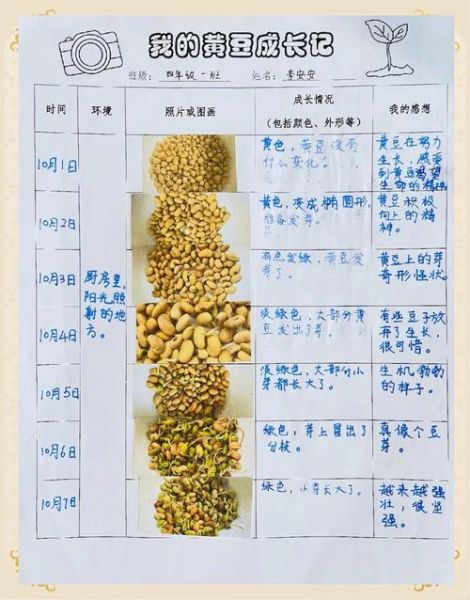 黄豆芽怎么发_黄豆芽七天观察日记-第3张图片-山城妙识 黄豆芽怎么发_黄豆芽七天观察日记-第3张图片-山城妙识